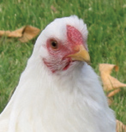 Breed Profile: Wyandotte Chicken - Backyard Poultry